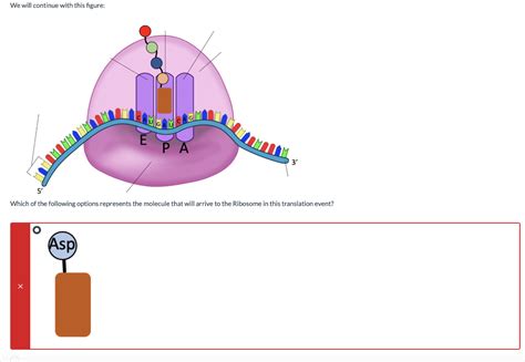 Solved Can You Translate The Following MRNA Chegg Com