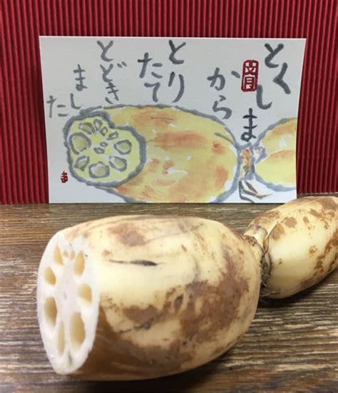 レンコンの絵手紙 ふぅばぁ のんびりぶろぐ