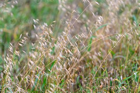 Golden Grasses In Soft Focus Showcasing Natures Beauty And Serene