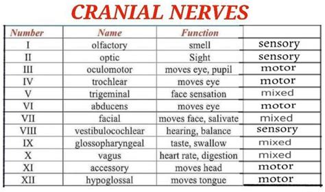 12 Pairs Of Cranial Nerves With Diagram