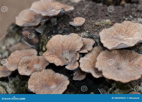 Mushrooms Growing On A Tree Stump Stock Image Image Of Nature Natural 282099621