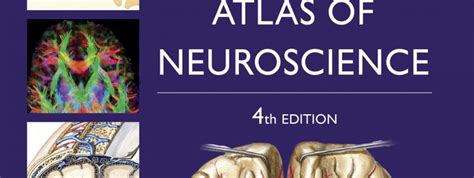 Netters Atlas Of Neuroscience 4th Edition Pdf Geturebook