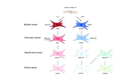 A Simplified Schematic Of Caf Subtypes Centred Around Bladder Cancer Download Scientific