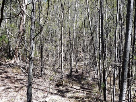 Sambar Browse Plants Boom And Bust Australian Deer Association