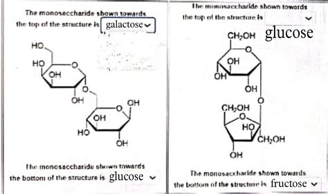 [solved] Question 5 The Ring Forms Of Certain Monosaccharides Are