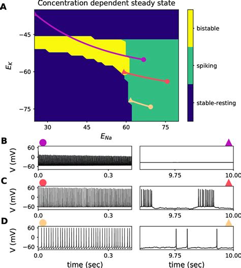 Consequences Of Simultaneous [na ] I And [k ] O Slow Dynamics On