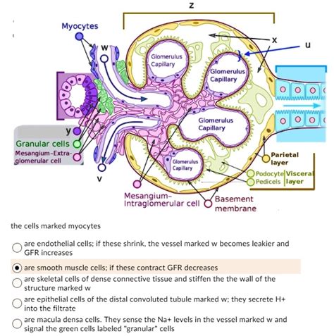 Myocytes Y Granular Cells Mesangium Extra Glomerular Cell W Glomerulus Capillary Z Glomerulus