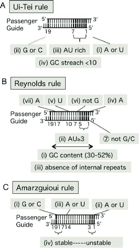 Sequence Design Algorithms For Sirnas With High Rnai Effects Three