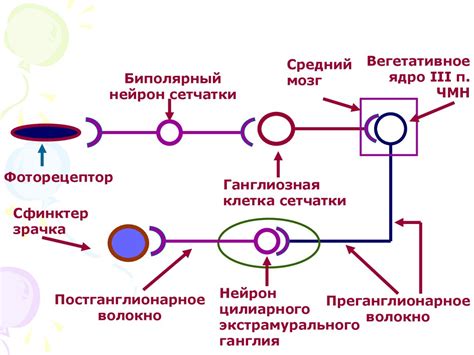 Автономная нервная система Проявление активности презентация онлайн