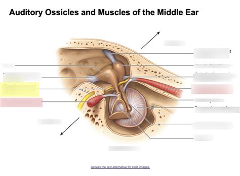 Diagram Of Auditory Ossicles And Muscles Of The Middle Ear Quizlet