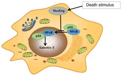 Signaling Pathway Galectin At Olivia Breillat Blog