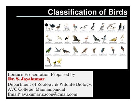 Classification Of Birds