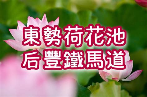 【夏賞荷花】東勢林業園區・豐原廟東美食・后豐鐵馬道 國光威樂假期