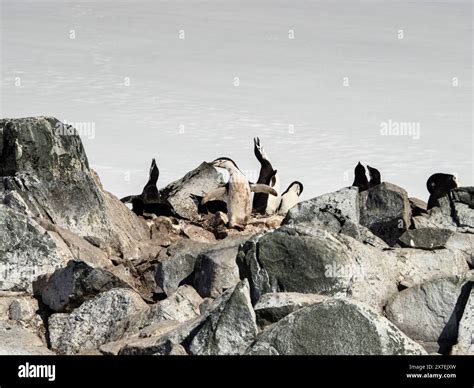 Chinstrap Penguins Pygoscelis Antarctica Among Rocks At Palaver Point