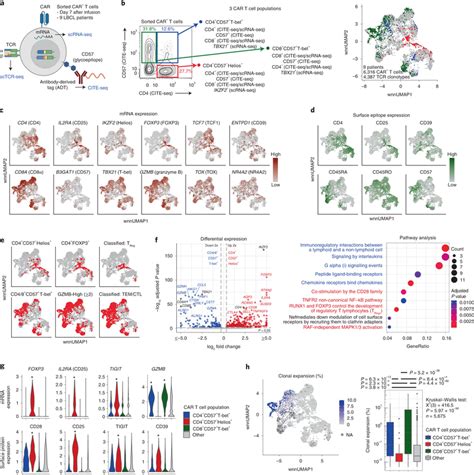 Deep Phenotyping With Single Cell Sequencing Upholds Treg Identity Of