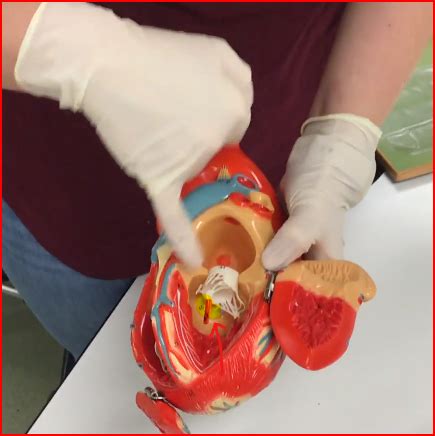 Heart 1 50 Lymphatic 1 18 Endocrine 1 9 Flashcards Quizlet