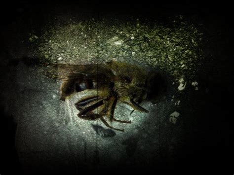 Amy Bee 2 By Polymathematics On Deviantart