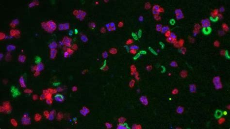 Bacteria Use Gene Exchange To Maintain Species Cohesion Technology Networks