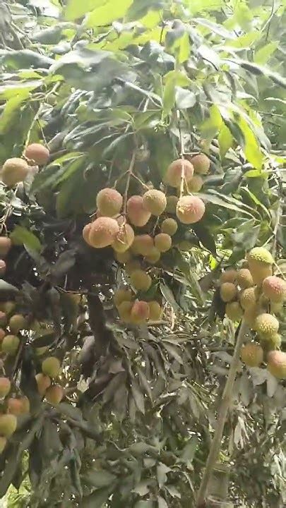 Subscribe Shortsbeta Subscribebutton Youtubeshorts Shorts Youtube