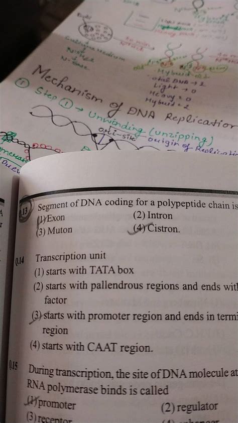 segment of dna coding for a polypeptide chain is filo