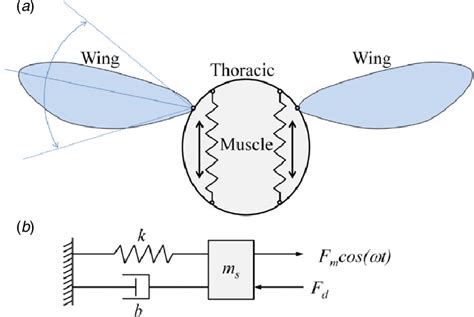 A Insect Model B Equivalent Lumped Parameter Model F D Is The Download Scientific Diagram