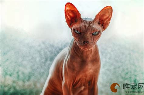 斯芬克斯猫寿命很短吗 活得久吗 唯宠网