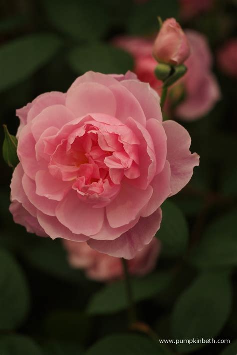 Rosa Mortimer Sackler Pumpkin Beth