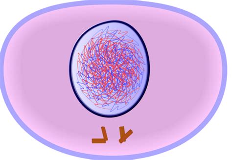 Mitosis And Asexual Reproduction Flashcards Quizlet