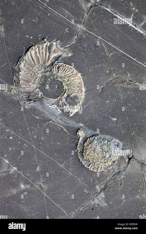 Embedded Fossil Stock Photos Embedded Fossil Stock Images Alamy