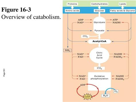 PPT Figure Map Of The Major Metabolic Pathways In A Typical Cell PowerPoint Presentation