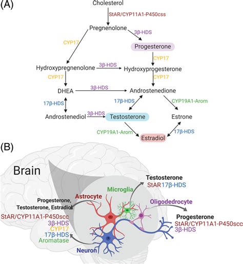 Sex Steroid Hormone Function In The Brain Niche Implications For Brain Metastatic Colonization