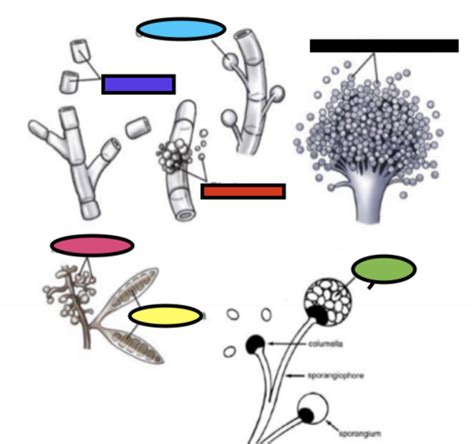 BacT Study Questions Flashcards Quizlet