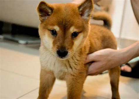 柴犬二个月长什么样2个月的柴犬饲养指南 样貌图片 柴豆豆柴犬