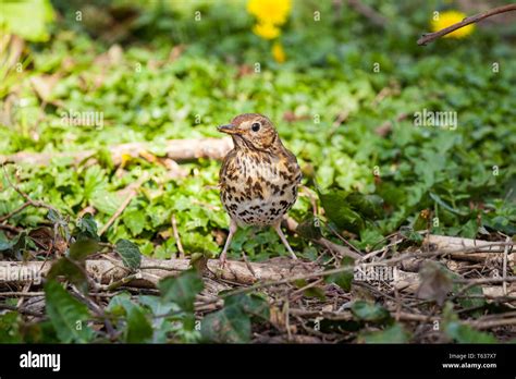 Juvenile Thrush Turdidae Rafinesquein The English Countryside England