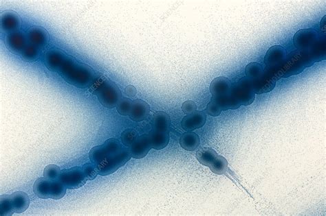 Genetically Modified E Coli Bacteria Stock Image C0109817