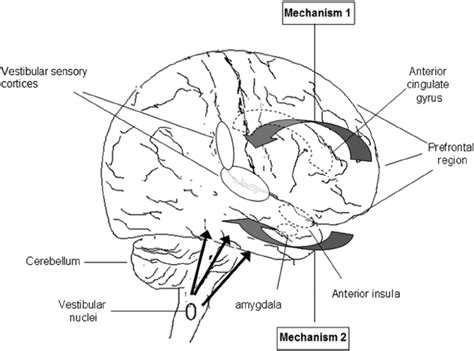 Schematic Diagram Of The Functional Cerebral Systems Mechanisms In The Download Scientific