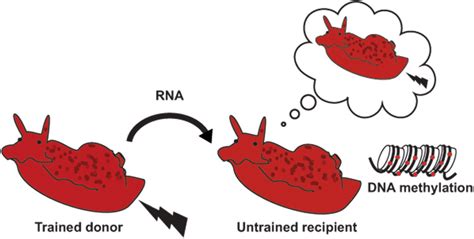 Aplysia Were Trained With Electrical Shocks Delivered To The Tail The Download Scientific
