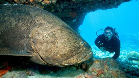 Can You Eat Goliath Grouper And How Does It Taste