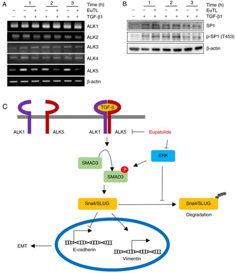 Eupatolide Inhibits The Tgf‑β1‑induced Migration Of Breast Cancer Cells Via Downregulation Of