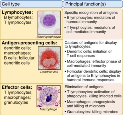 Cells And Tissues Of The Immune System Quizlet