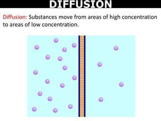 Diffusion Osmosis And Cell Division PPTX
