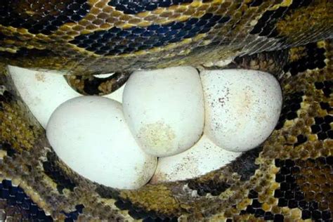 7 Largest Pythons Discovered In Florida Wildlife Informer