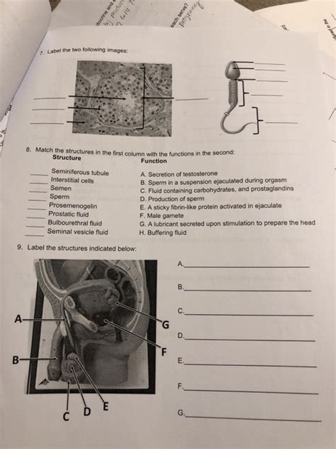 solved section name date 10 male reproductive system