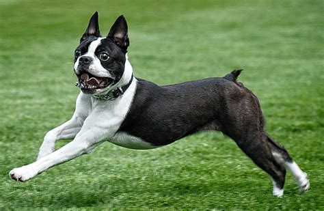 Boston Terrier Names Finding The Perfect Moniker For Your Lively
