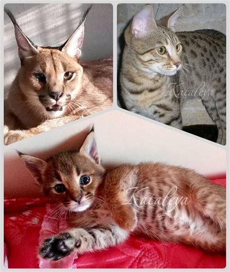 Domestic X Serval And Caracal Hybrids