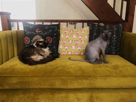 Sphynx Kitty Cute Pictures Indie Artist Aww