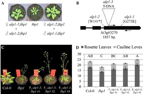Validation Of The Causal Mutation A Complementation Test Of Two