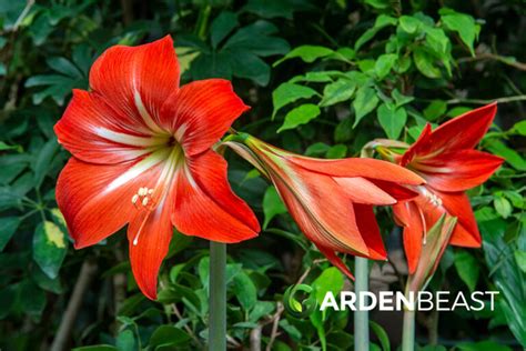 Bulb Flowers 101 Different Types And All You Need To Know To Grow Them