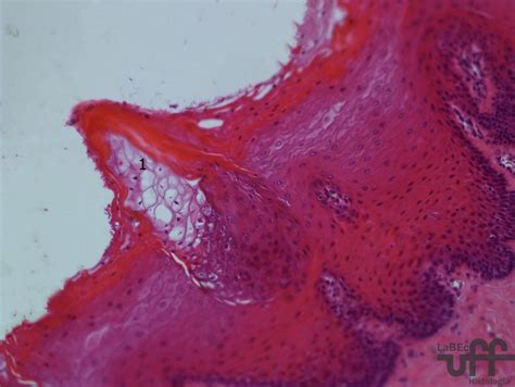 Papila Filiforme Atlas De Histologia Veterinária