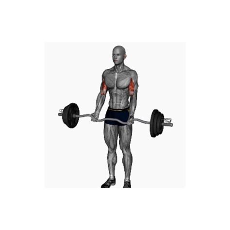 Bicep Exercises BP Training And Coaching